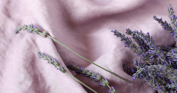French Lilac Summer Breeze